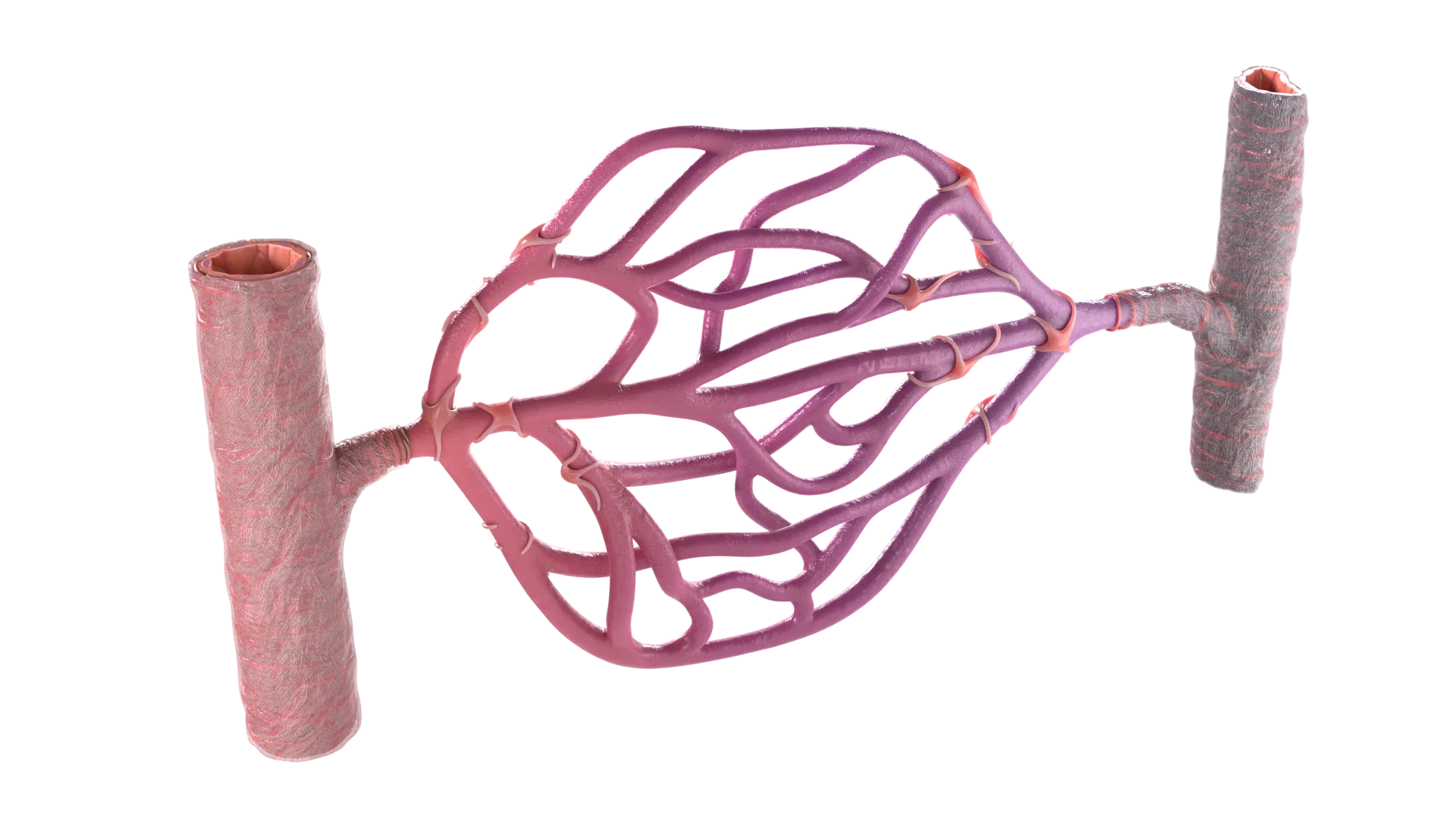 3D Microanatomy Models of Microvasculature | VOKA